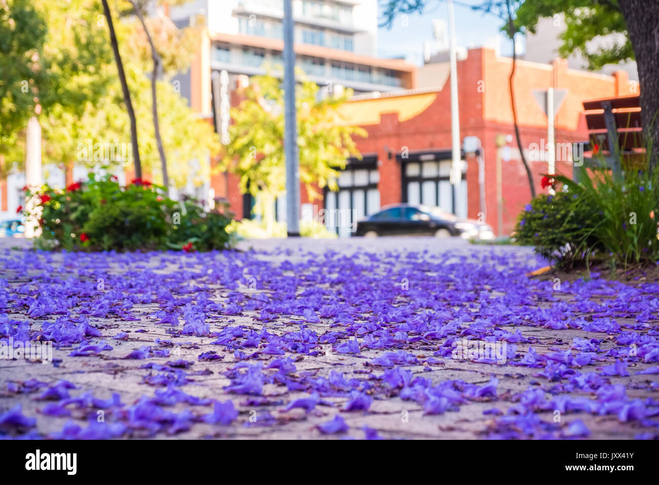 Jacaranda tree australia hi-res stock photography and images - Alamy