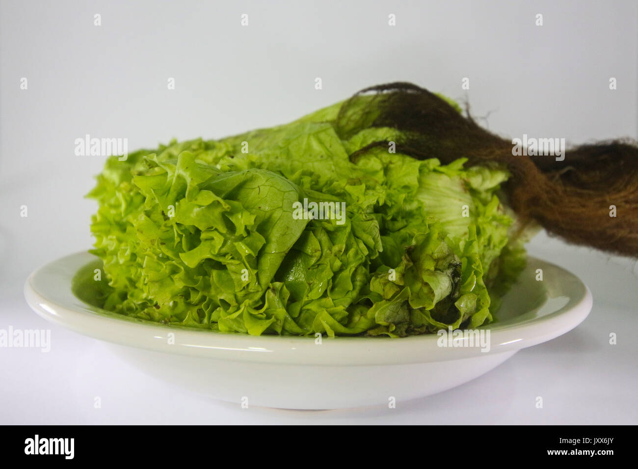 Hydroponic lettuce rotten. Food with expired expiration date. Lettuce ...