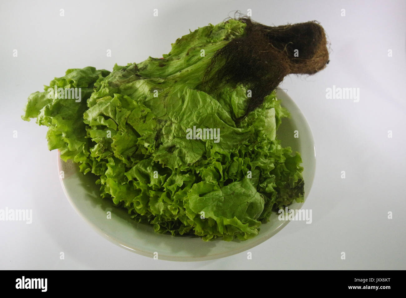 Hydroponic lettuce rotten. Food with expired expiration date. Lettuce ...