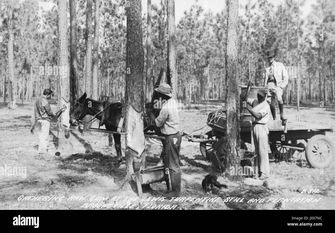 Portrait of three African American men gathering raw gum from trees at ...