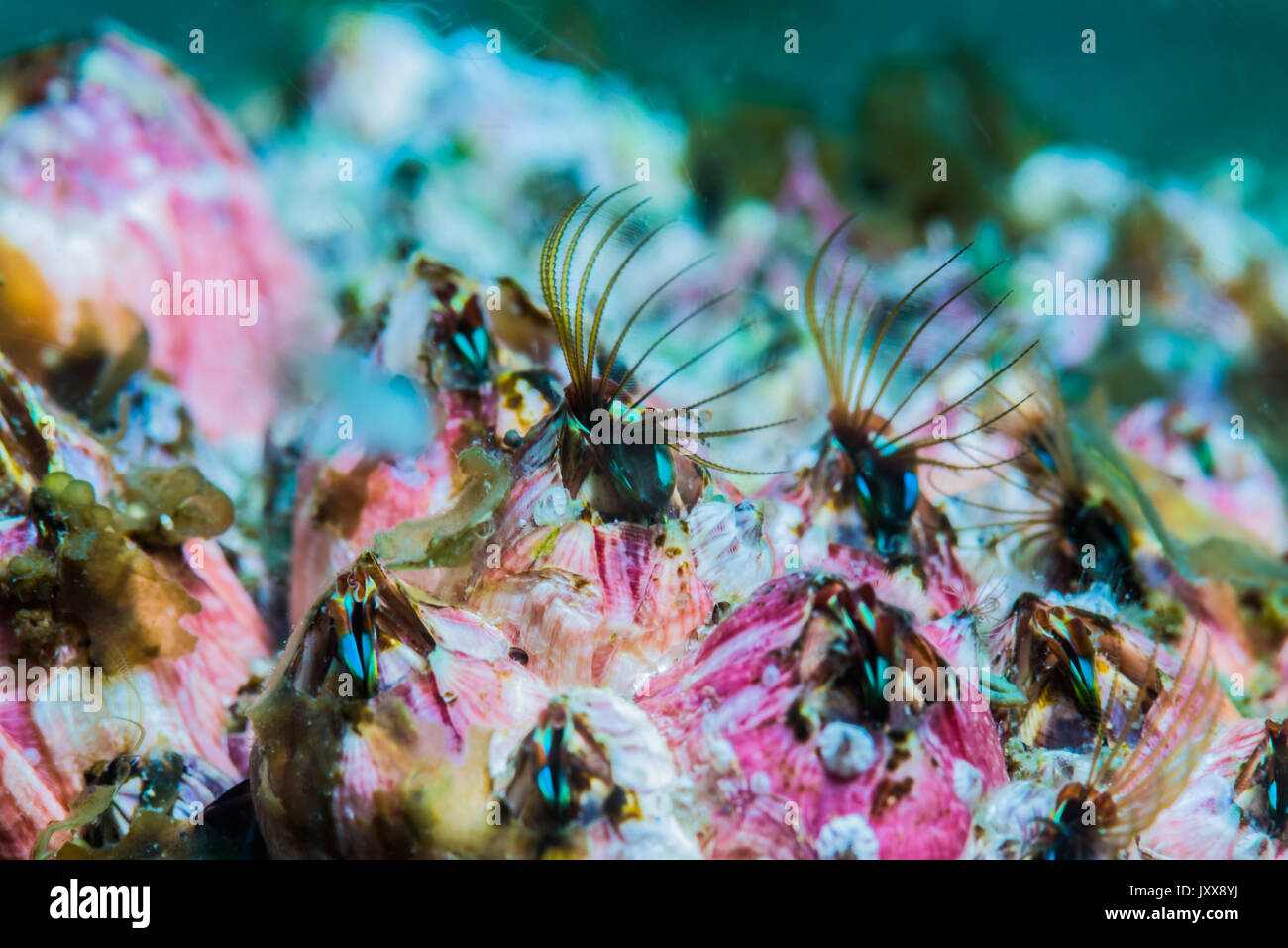red barnacles with feathery food-catching appendages. closeup Stock ...