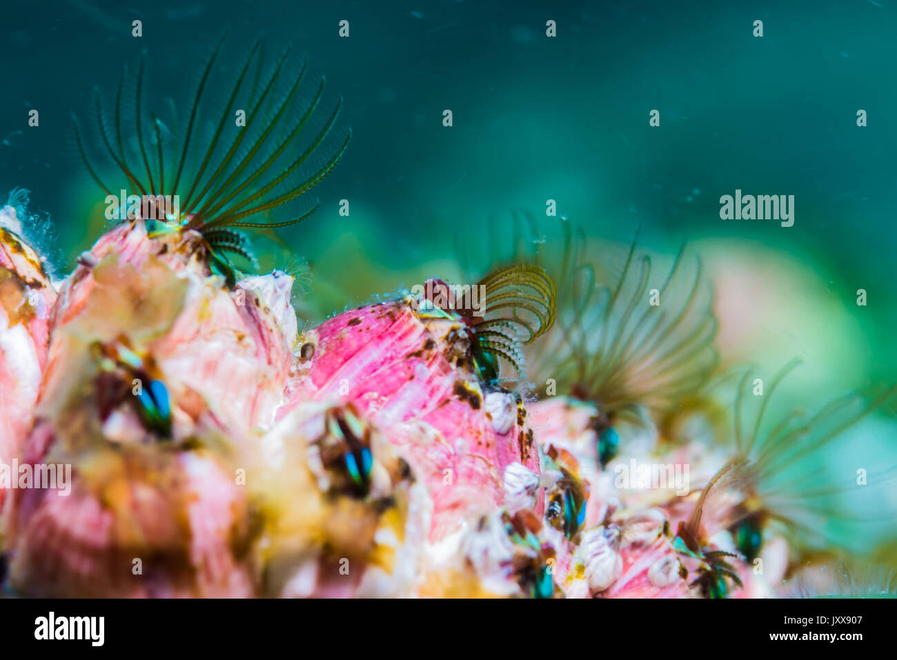Barnacle plankton hi-res stock photography and images - Alamy