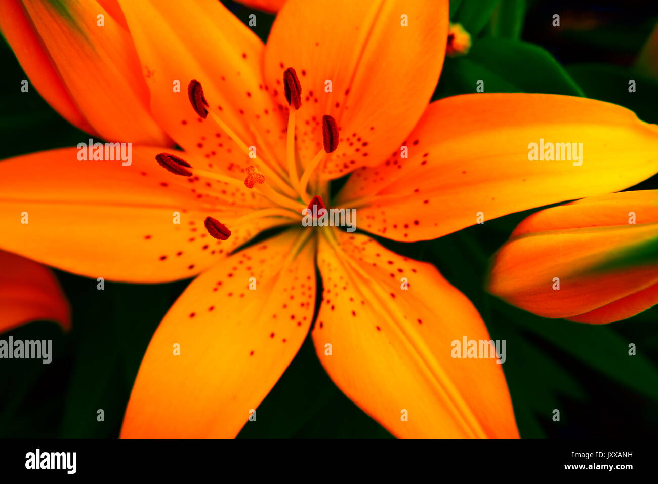 orange vivid flower Stock Photo - Alamy