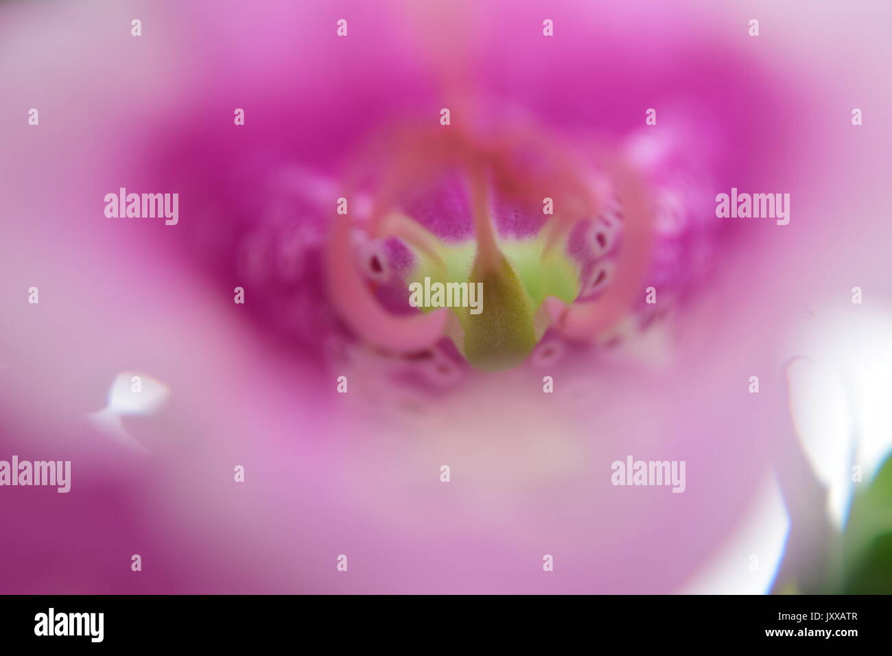 Inside purple hi-res stock photography and images - Alamy