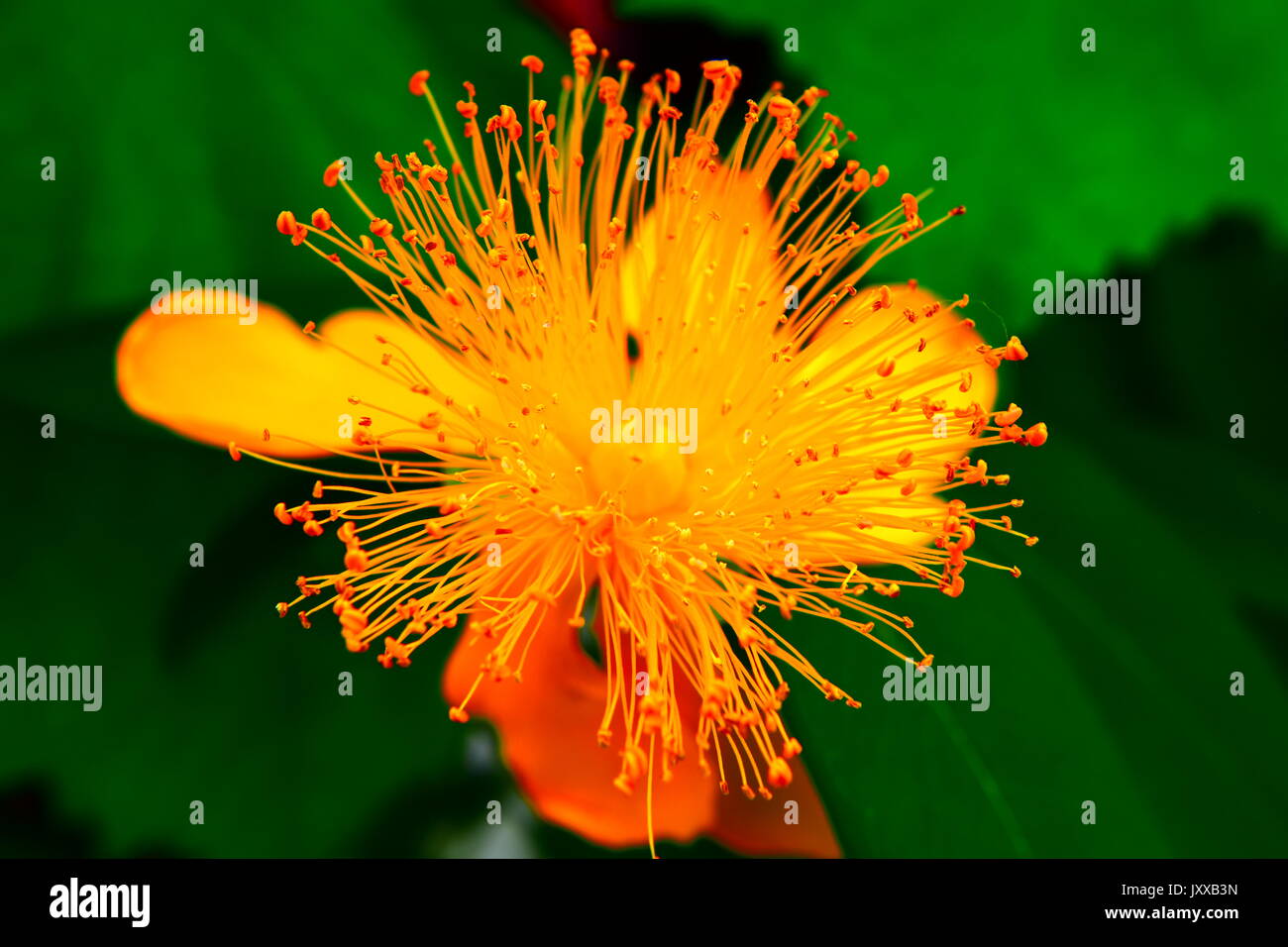 Vivid orange flower hi-res stock photography and images - Alamy