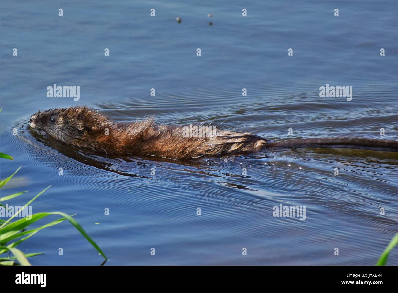 Tail of muskrat hi-res stock photography and images - Alamy