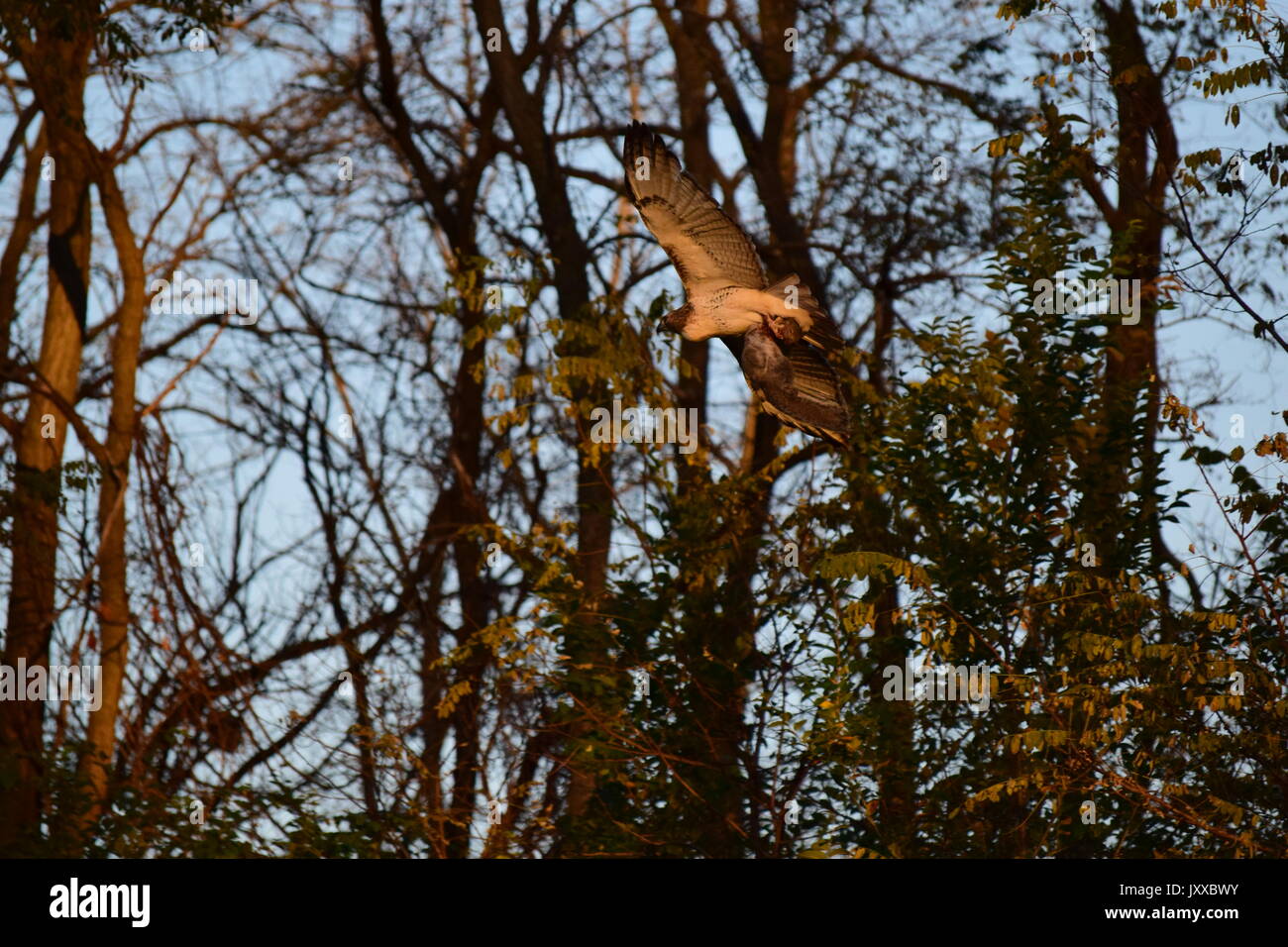 hawk catches squirrel Stock Photo - Alamy