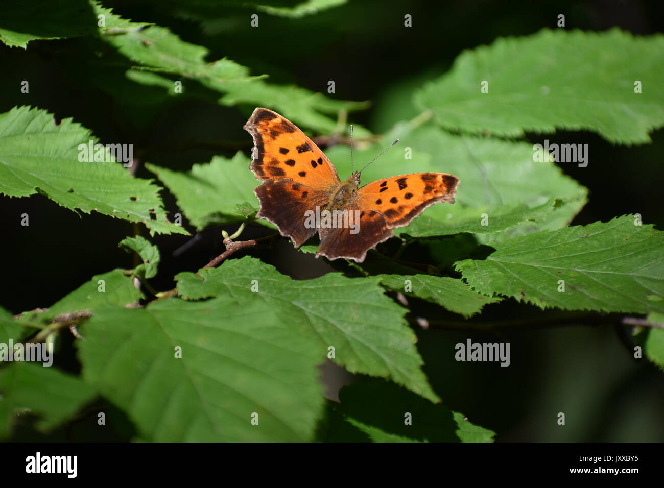 Eastern comma butterfly hi-res stock photography and images - Alamy