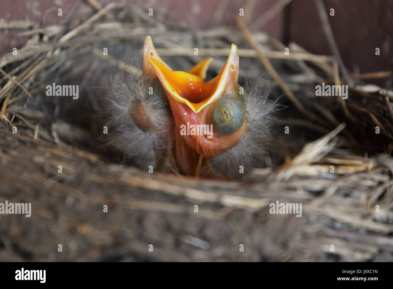 Birds mouths hi-res stock photography and images - Alamy