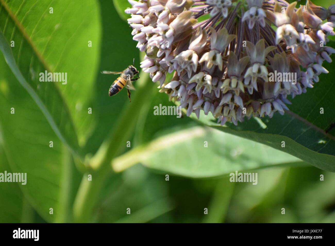 bee hovering over flower Stock Photo - Alamy