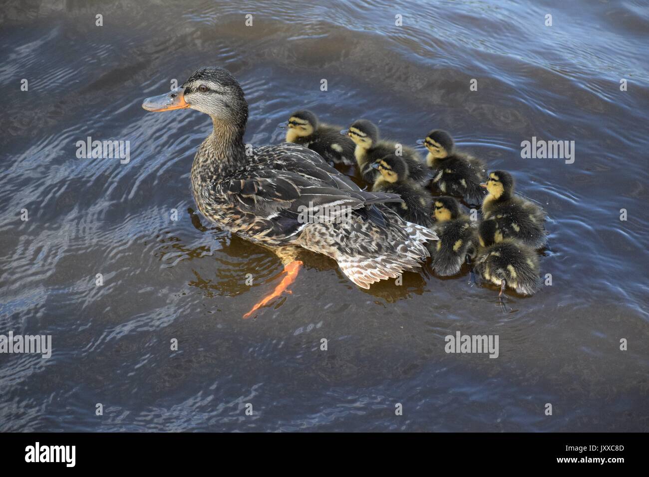 mother duck with ducklings Stock Photo - Alamy