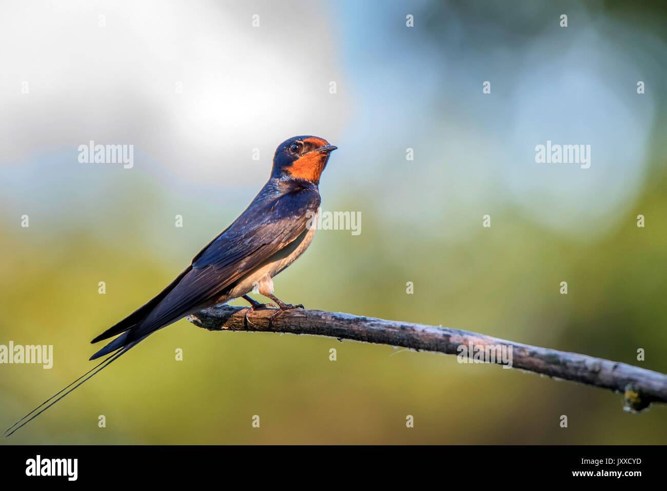Barnswallow hi-res stock photography and images - Alamy