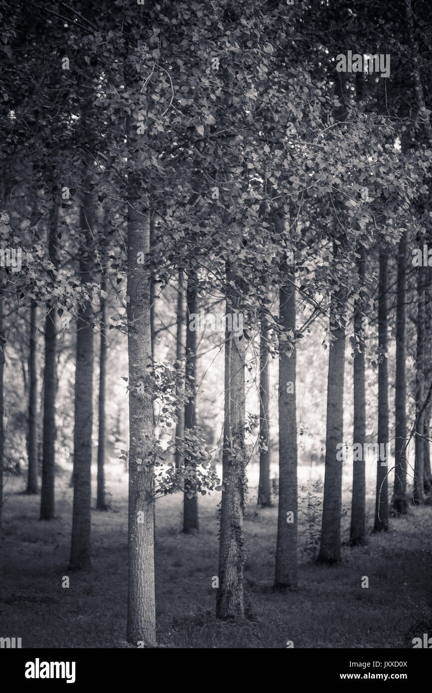 Trees planted in a row in the woods. Black and white Stock Photo - Alamy