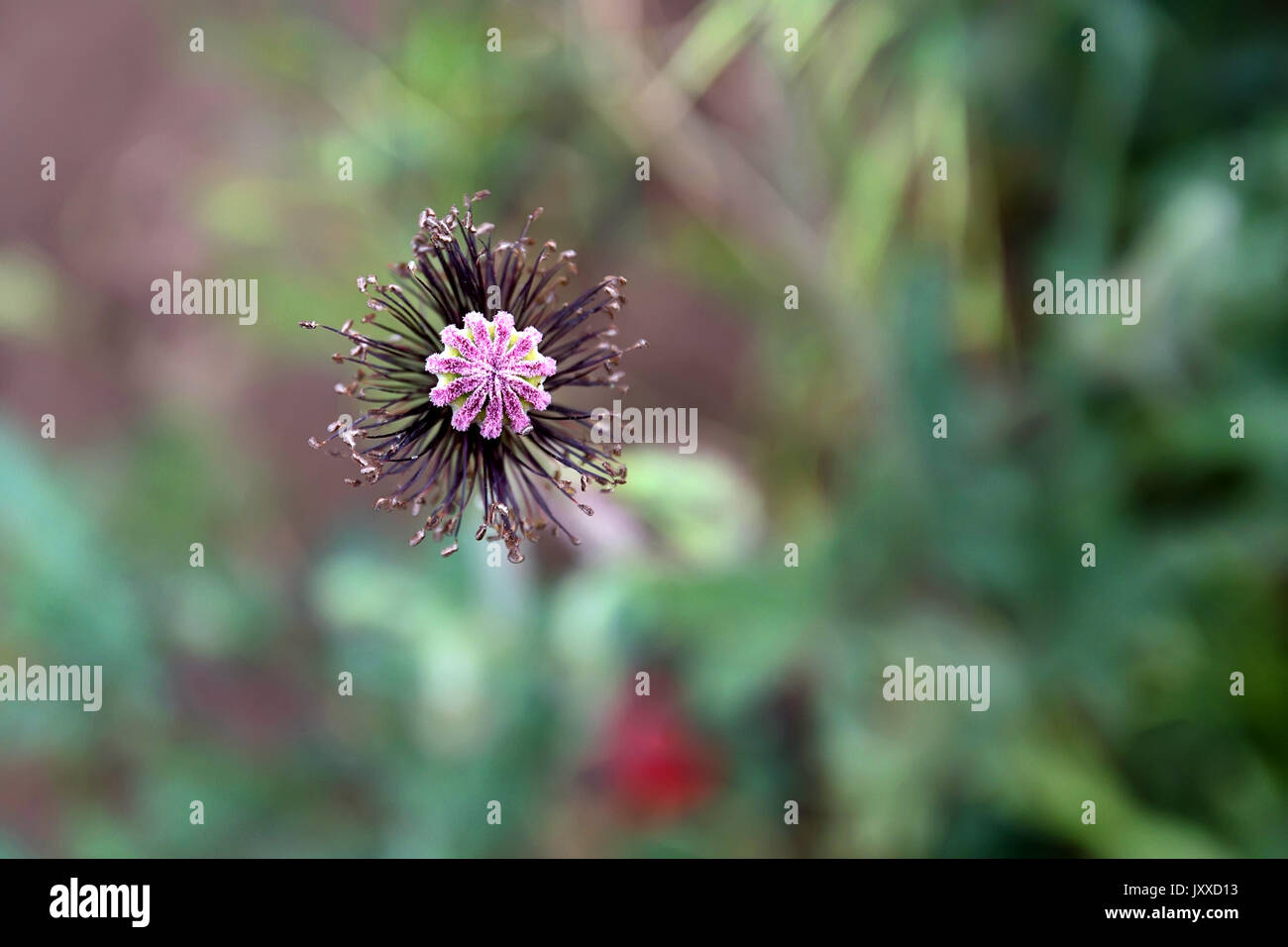 Dying poppy hi-res stock photography and images - Alamy