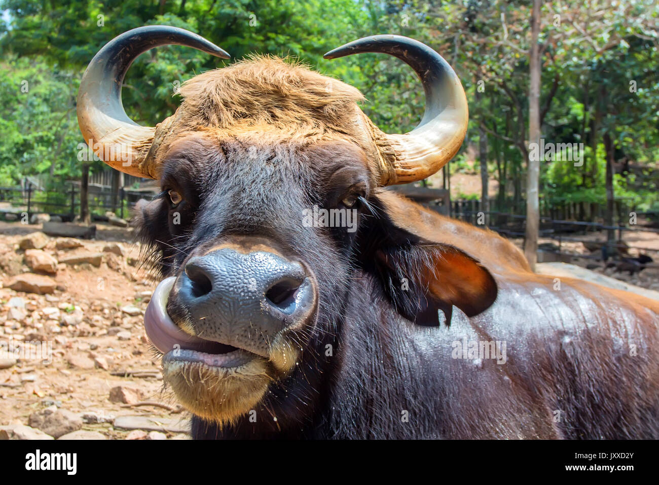 Gaur or Bos gaurus in zoo Stock Photo - Alamy