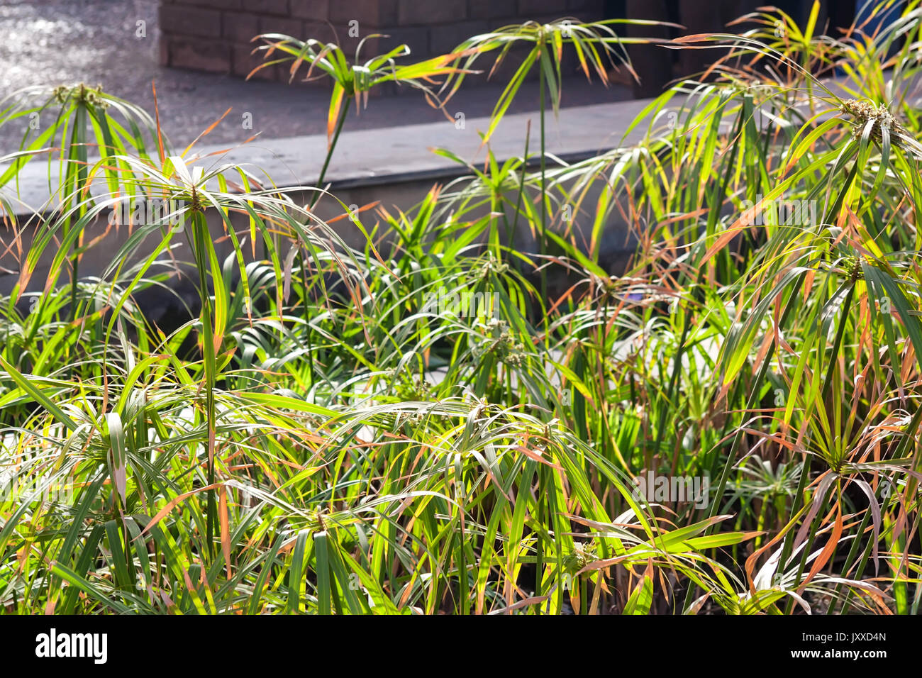 Papyrusbackground hi-res stock photography and images - Alamy