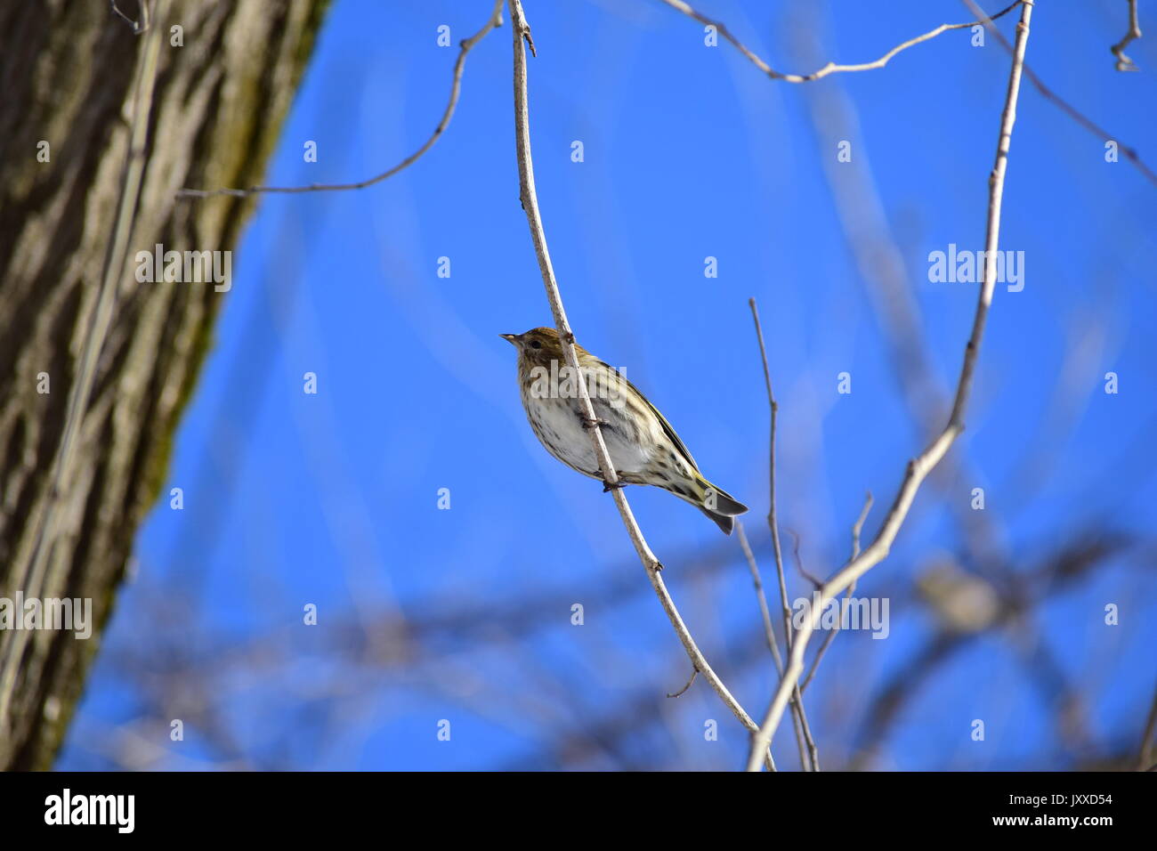 Northern water thrush hi-res stock photography and images - Alamy