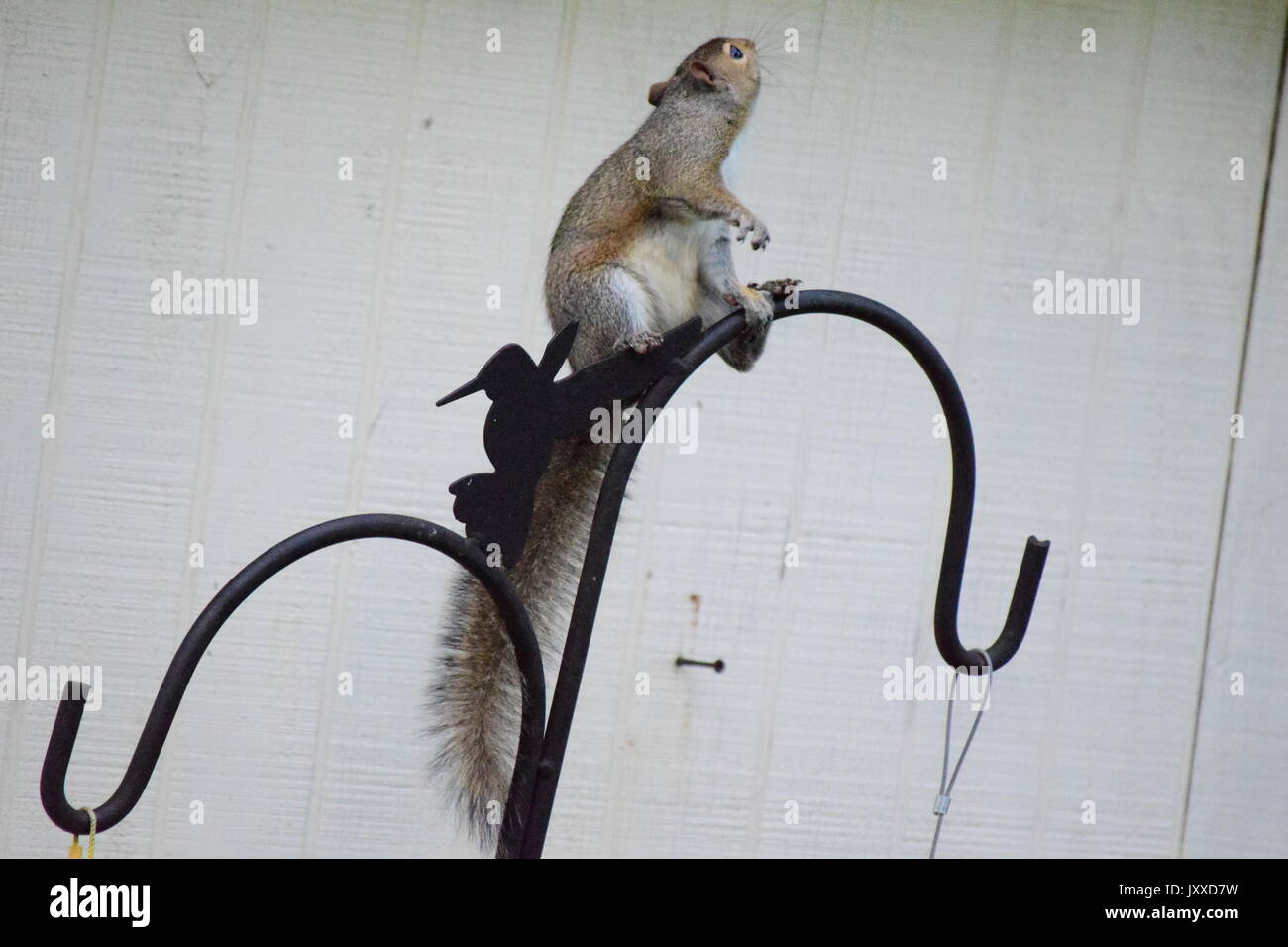 squirrel hanging on bird feeder Stock Photo - Alamy