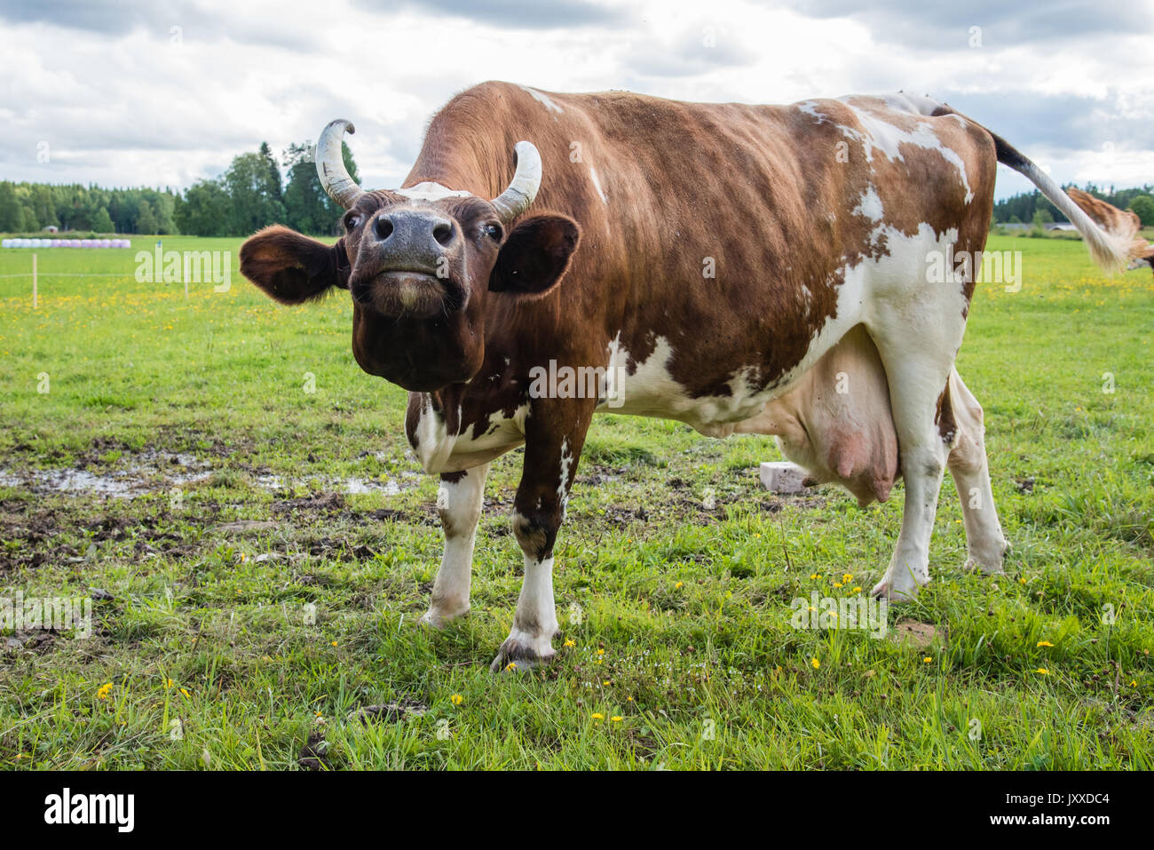 Cow looking up hi-res stock photography and images - Alamy