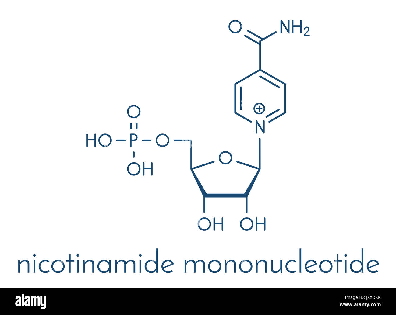 Nicotinamide mononucleotide molecule. Precursor of NAD+. Skeletal ...