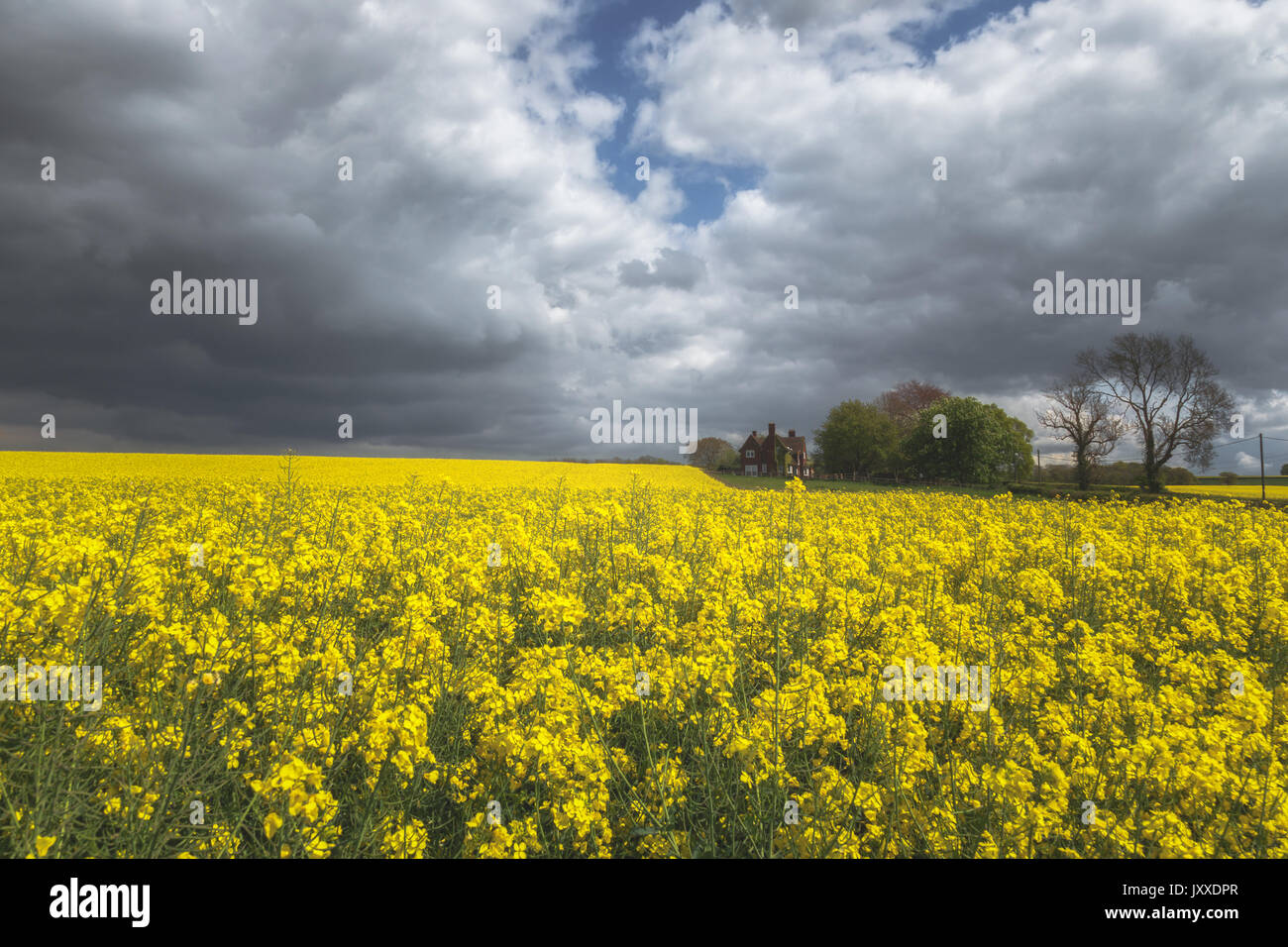 Rapeseed field in england hi-res stock photography and images - Alamy