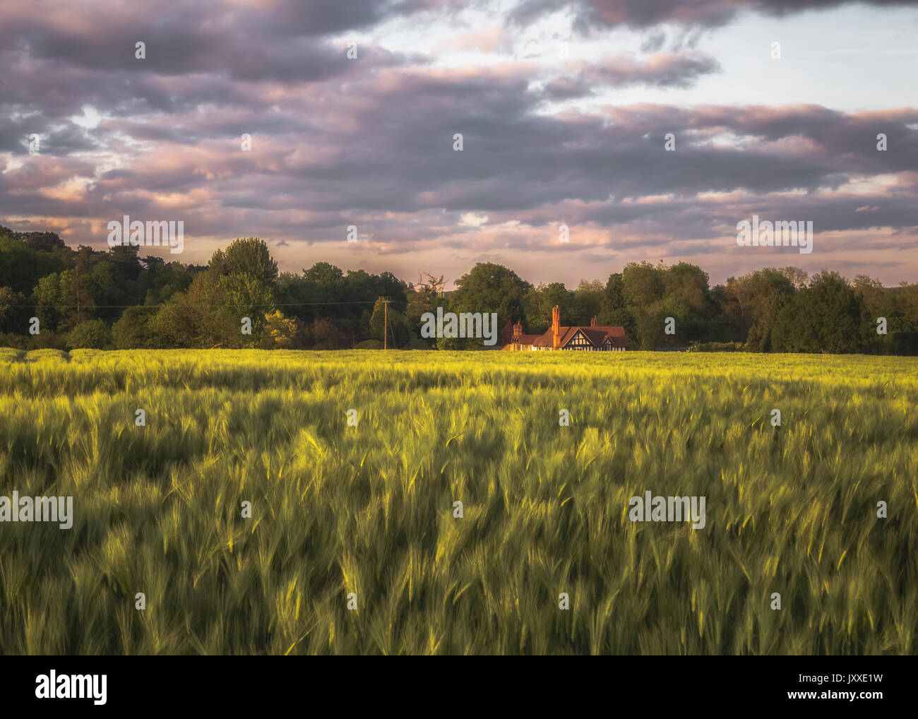 Summer crops in England almost ready for harvesting Stock Photo - Alamy