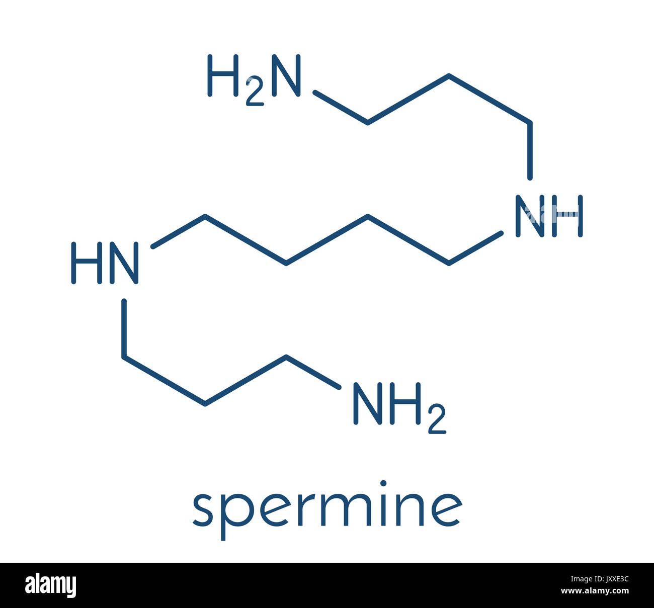 Spermine molecule. Skeletal formula Stock Photo - Alamy