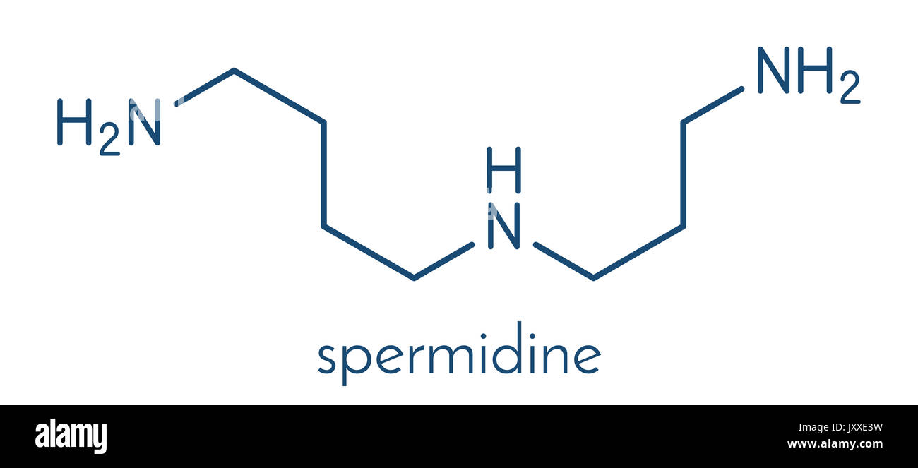 Spermidine molecule. Skeletal formula Stock Photo - Alamy