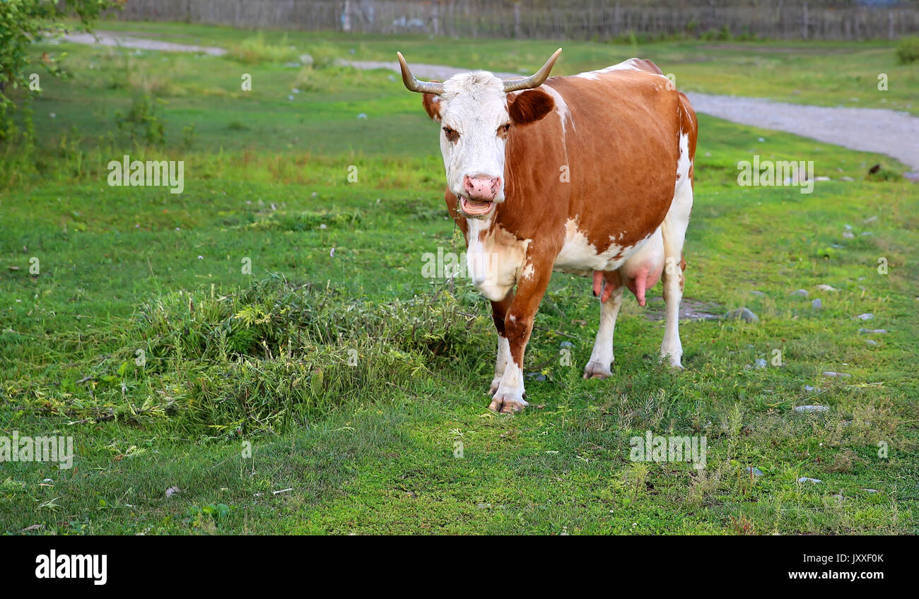 Cow in the village Stock Photo - Alamy