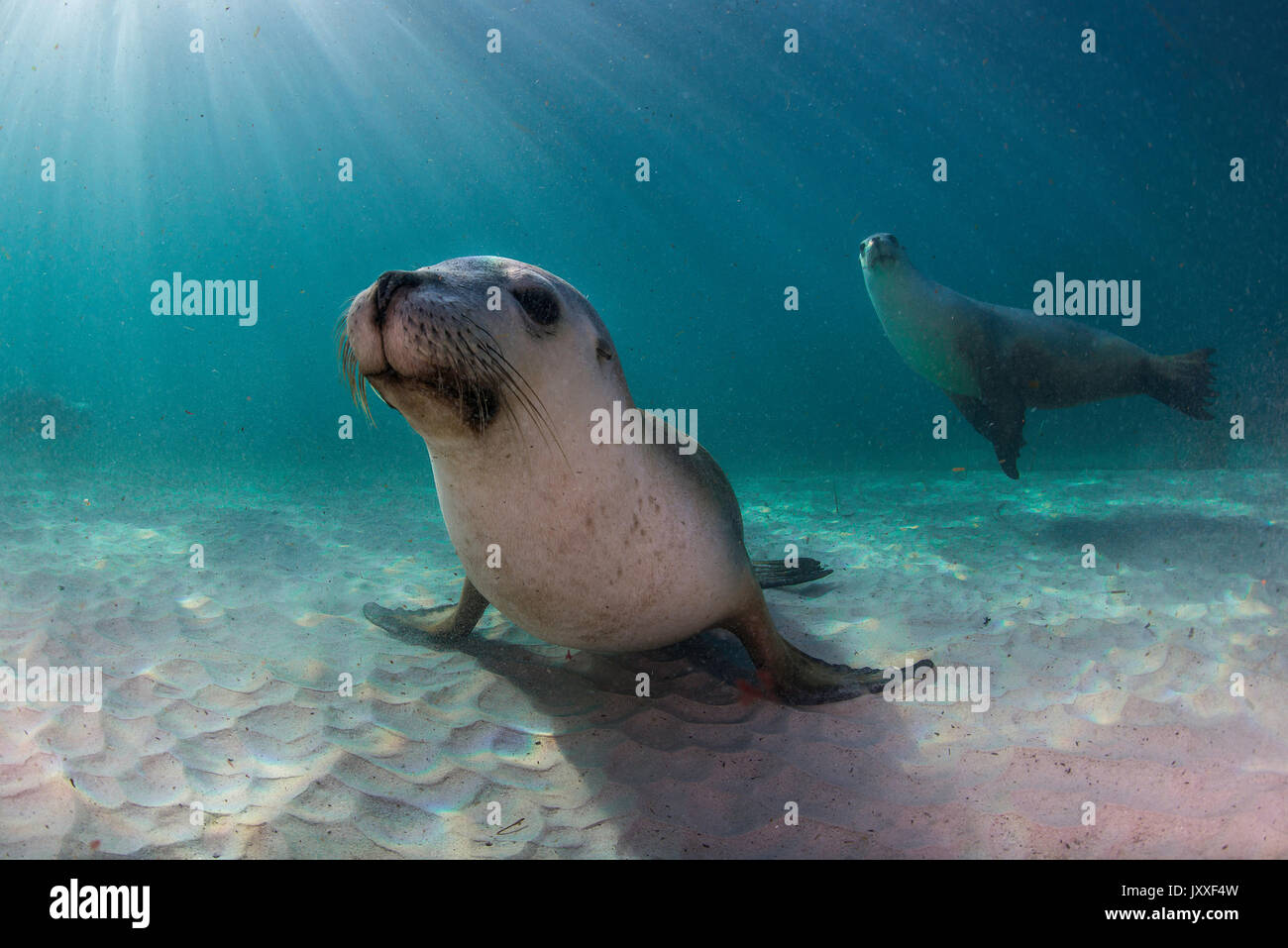 Australian sea lions underwater, Neptune Islands, South Australia Stock ...