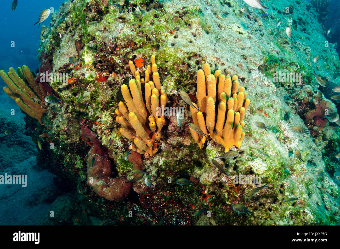 Yellow tube sponges, Aplysina aerophoba, Gökova Bay Turkey Stock Photo ...