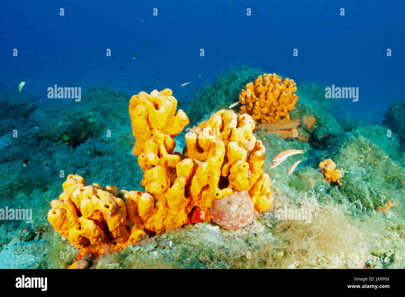 Mediterranean sponge agelas oroides hi-res stock photography and images ...