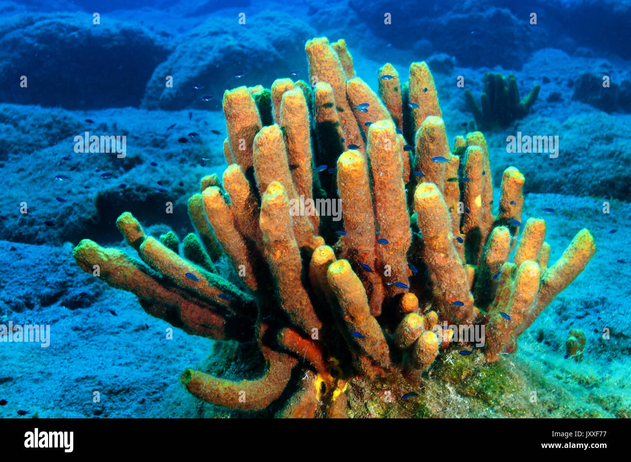Yellow tube sponges, Aplysina aerophoba, Gökova Bay Turkey Stock Photo ...