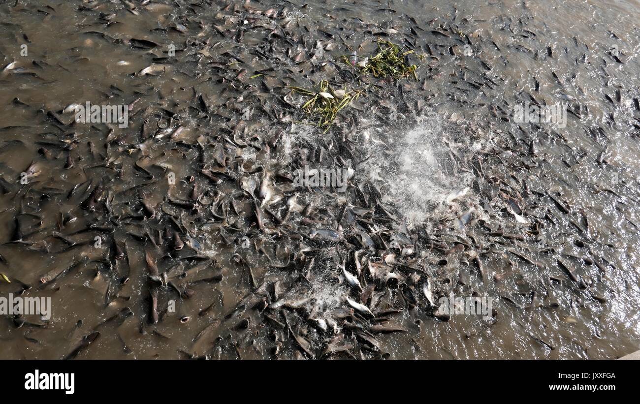 Dirty Water Fish in the Chao Phraya River Boat Wat Pier Bangkok ...