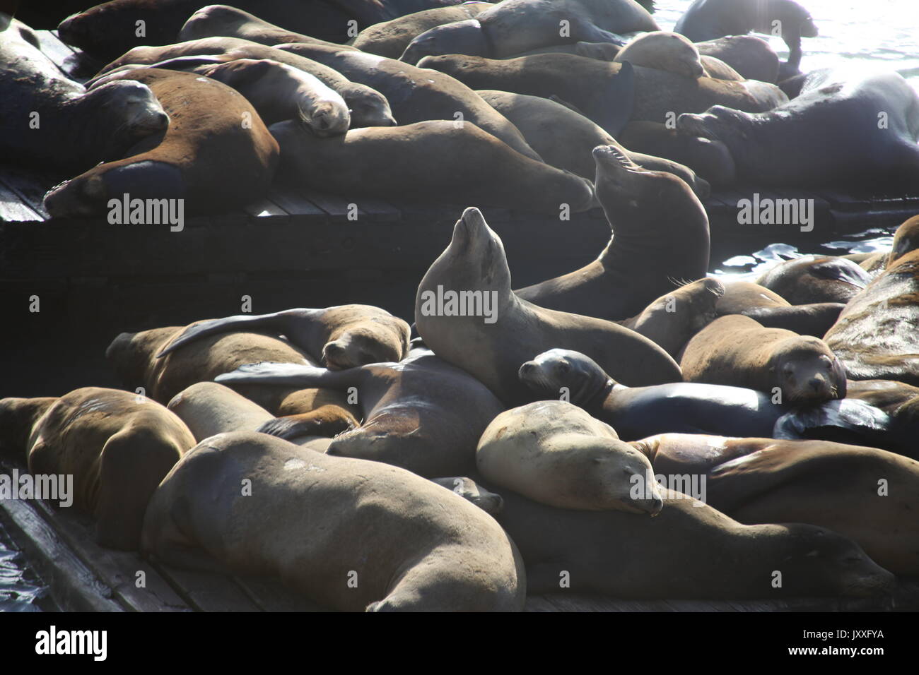Seal family hi-res stock photography and images - Alamy