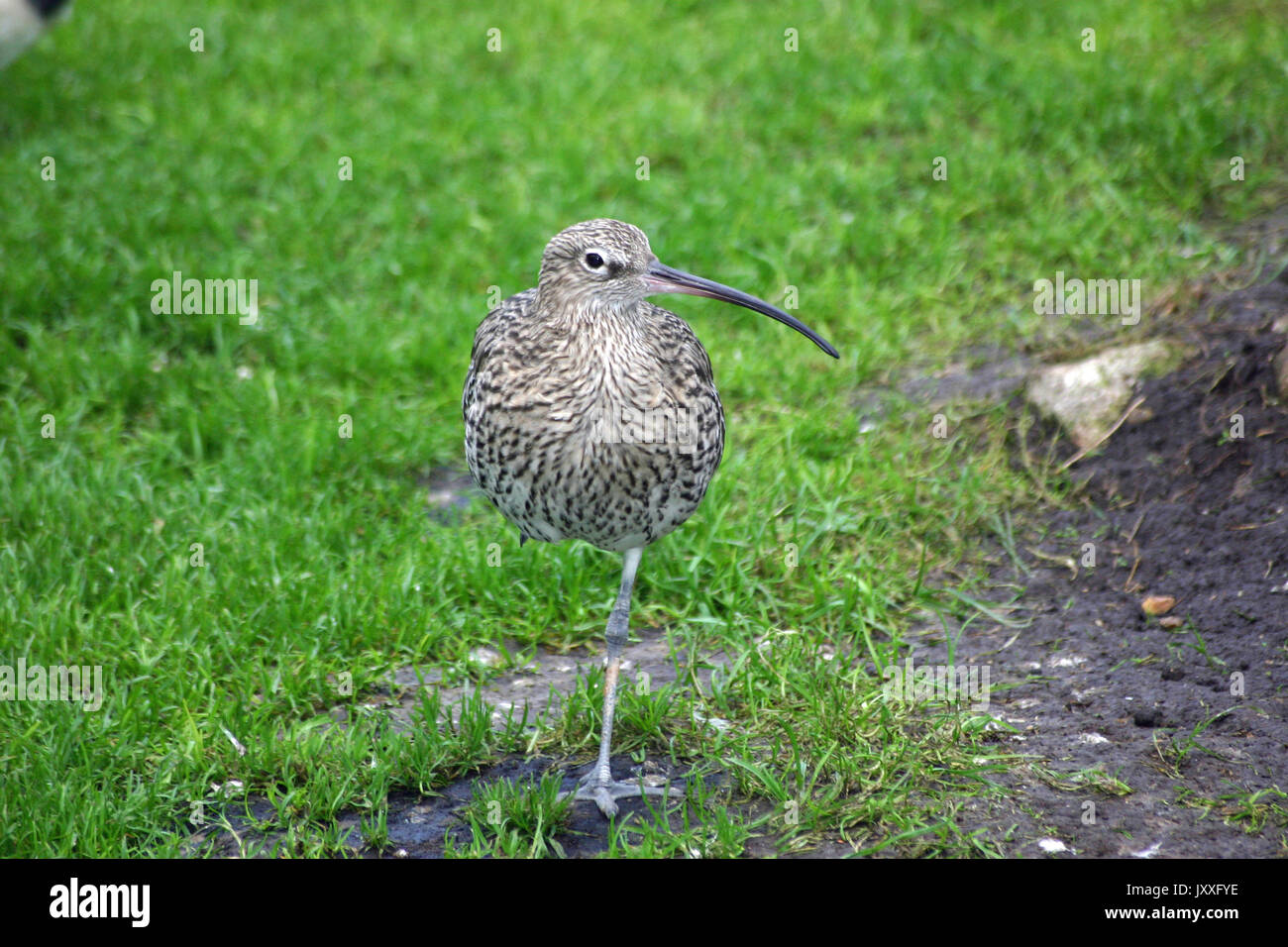 Curlew (Numenius arquata) standing on one leg with a background of ...