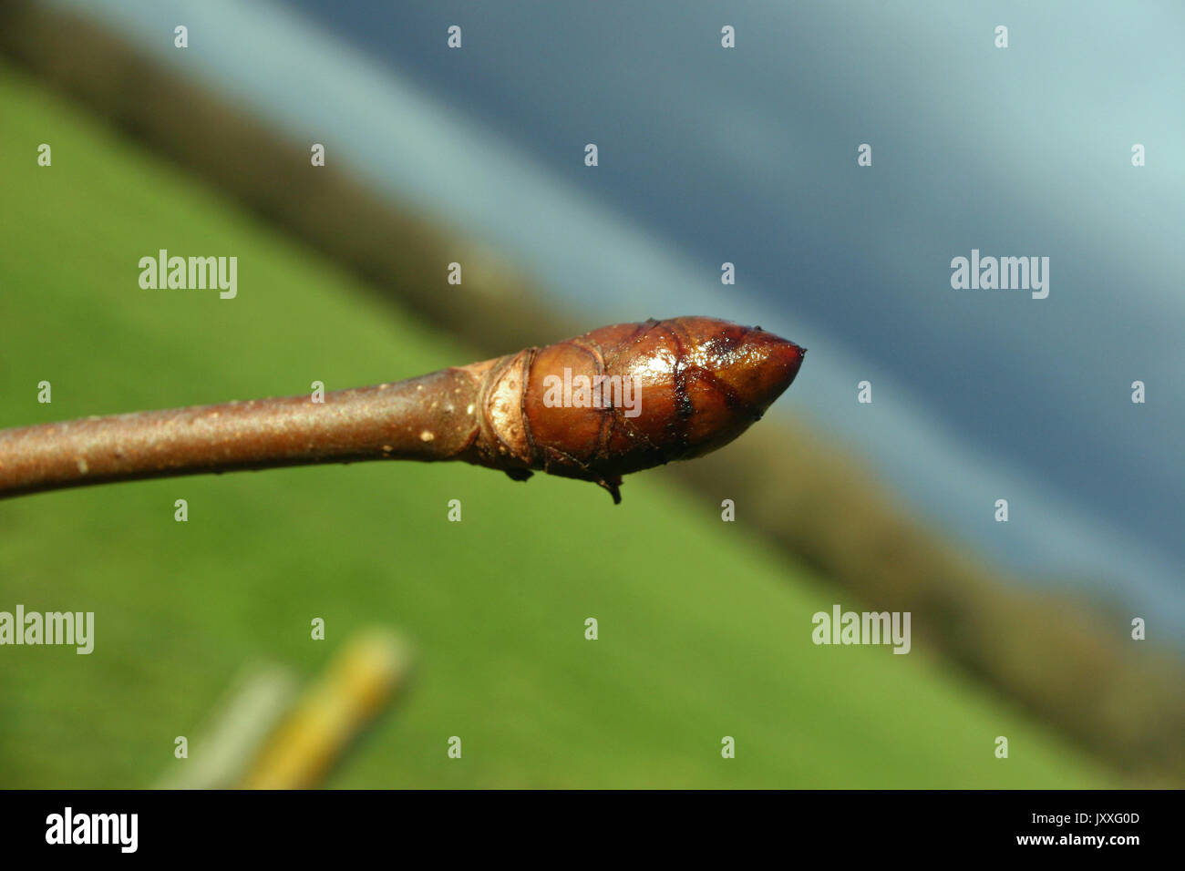 Horse chestnut (Aesculus hippocastanum) tree sticky bud with a blurred ...
