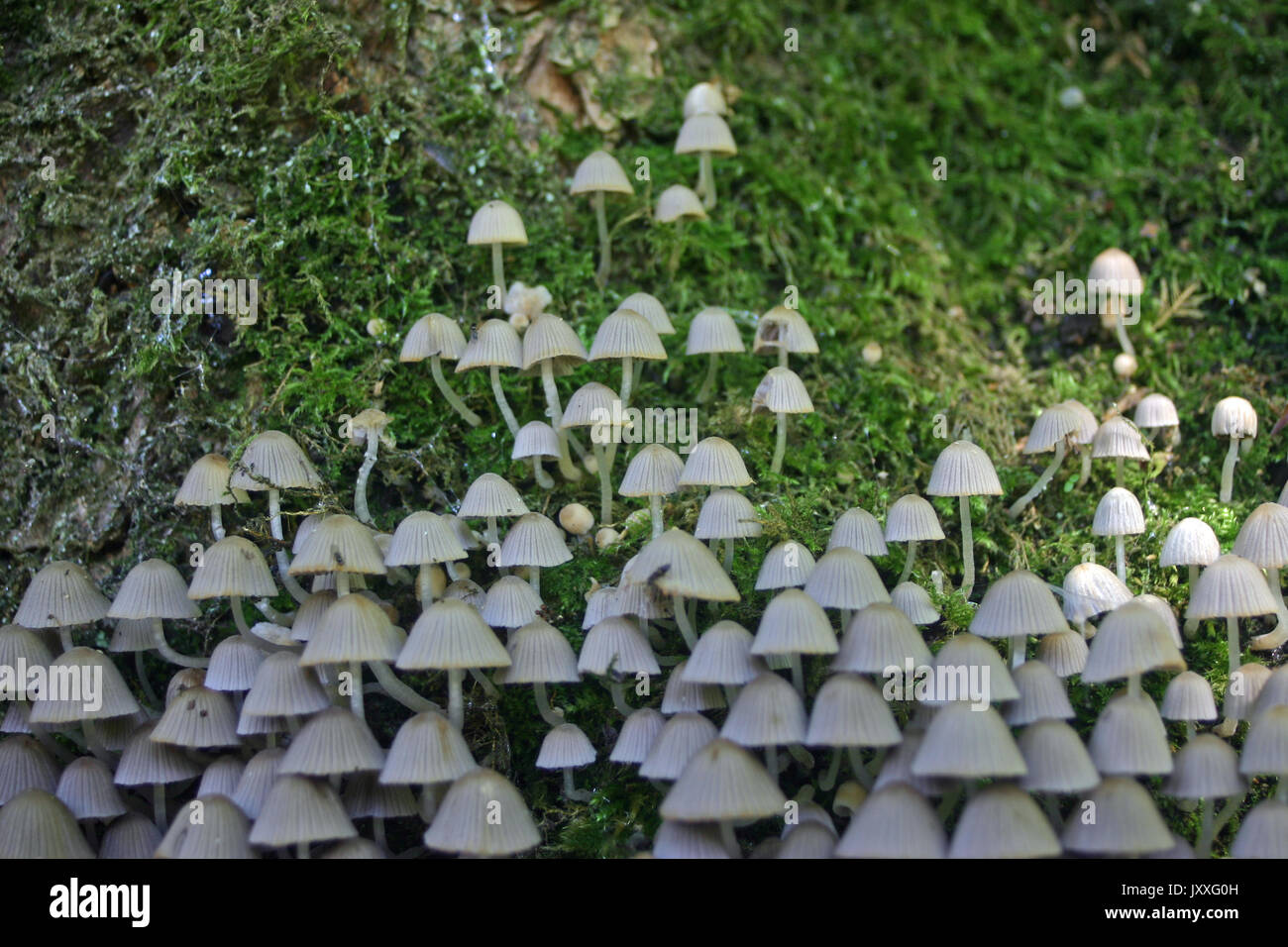 Small grey ink cap mushrooms (Coprinus species) on a tree trunk with ...