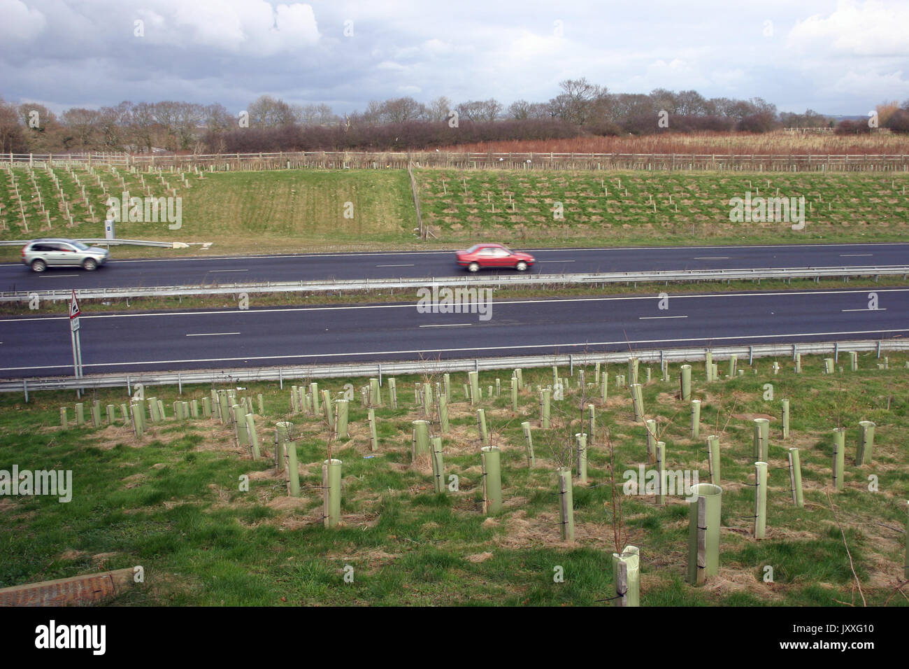 Small trees with tree guards planted by the side of a dual carriageway ...