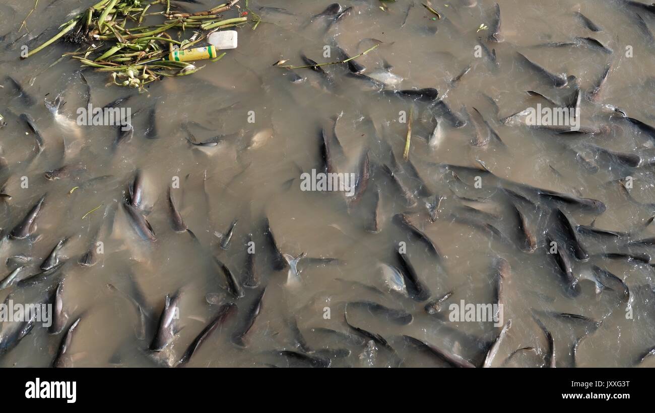 Dirty Water Fish in the Chao Phraya River Boat Wat Pier Bangkok ...