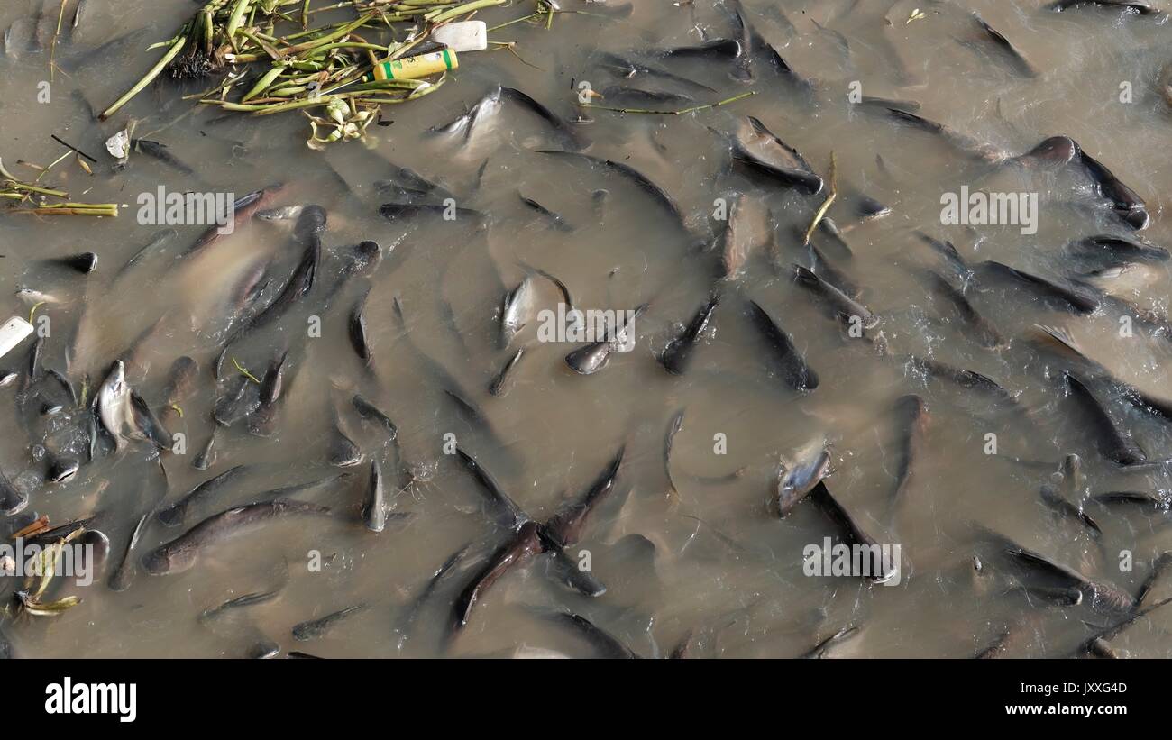Dirty Water Fish in the Chao Phraya River Boat Wat Pier Bangkok ...