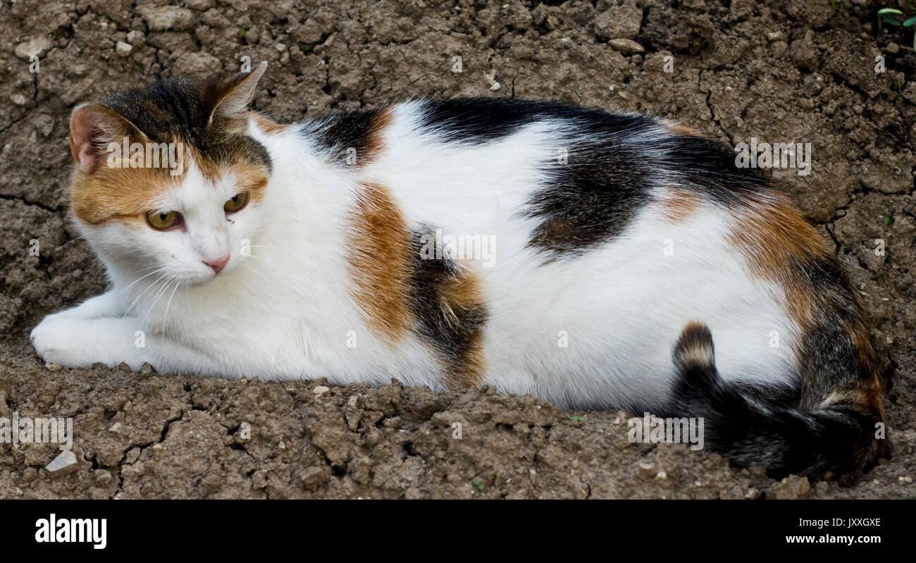 Cat closeup outdoors Stock Photo - Alamy
