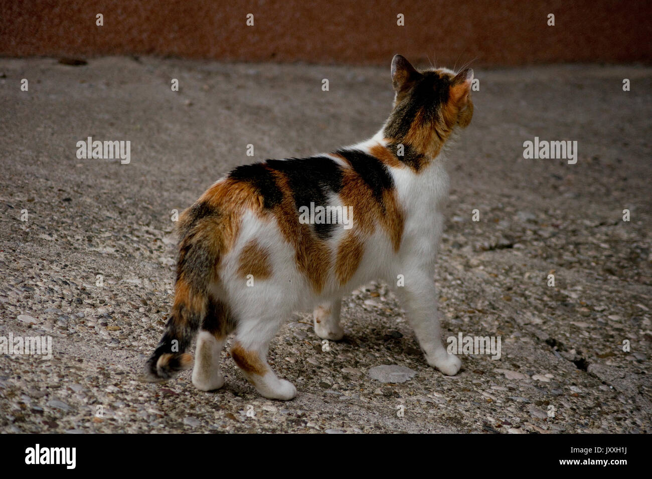 Domestic cat stalking hi-res stock photography and images - Alamy