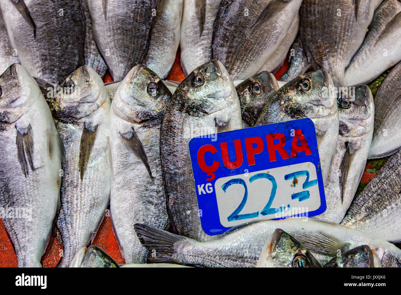 Cupra fish hi-res stock photography and images - Alamy