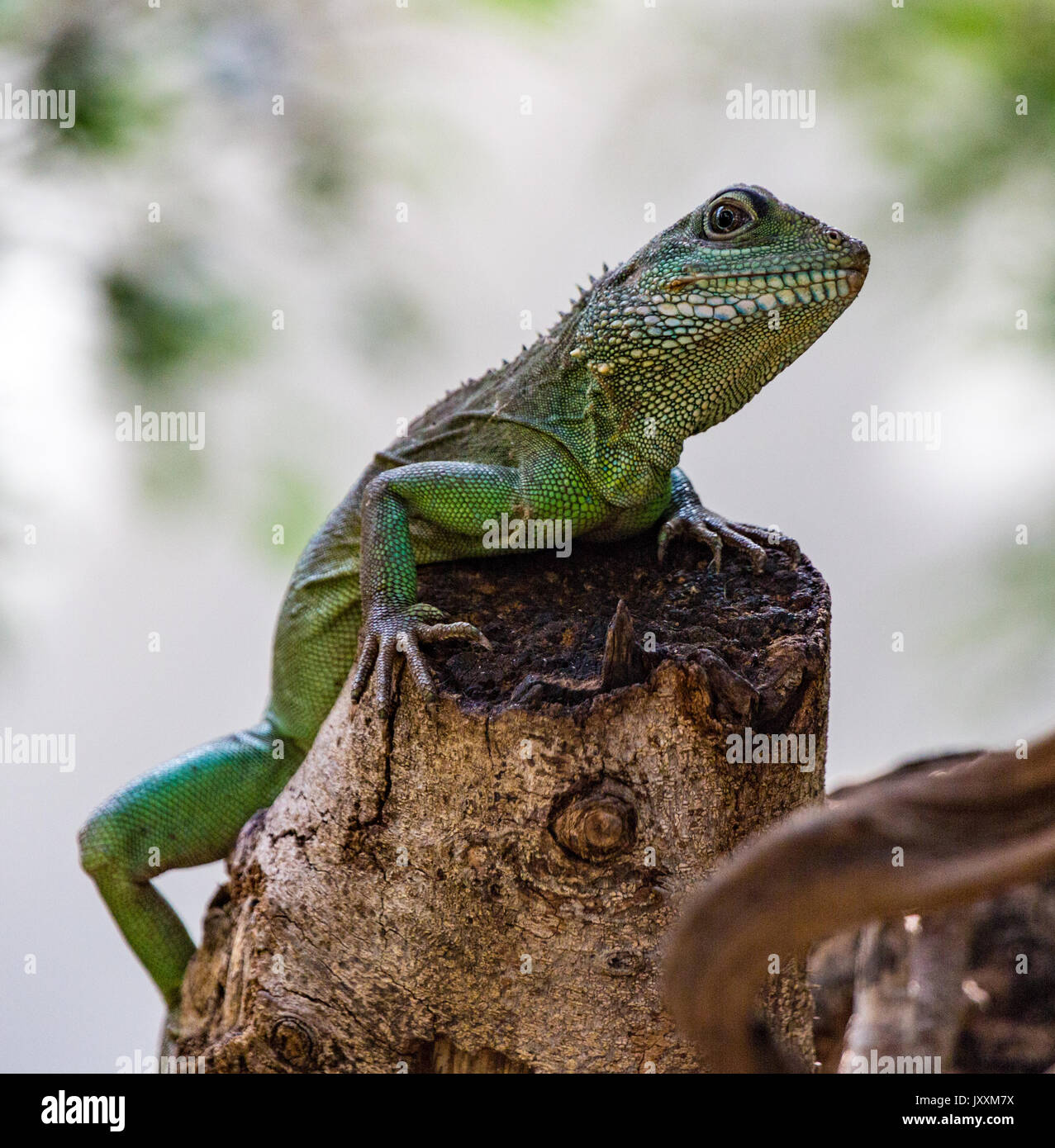 3/4 profile of Chinese Water Dragon (AKA Asian Water Dragon) in ...