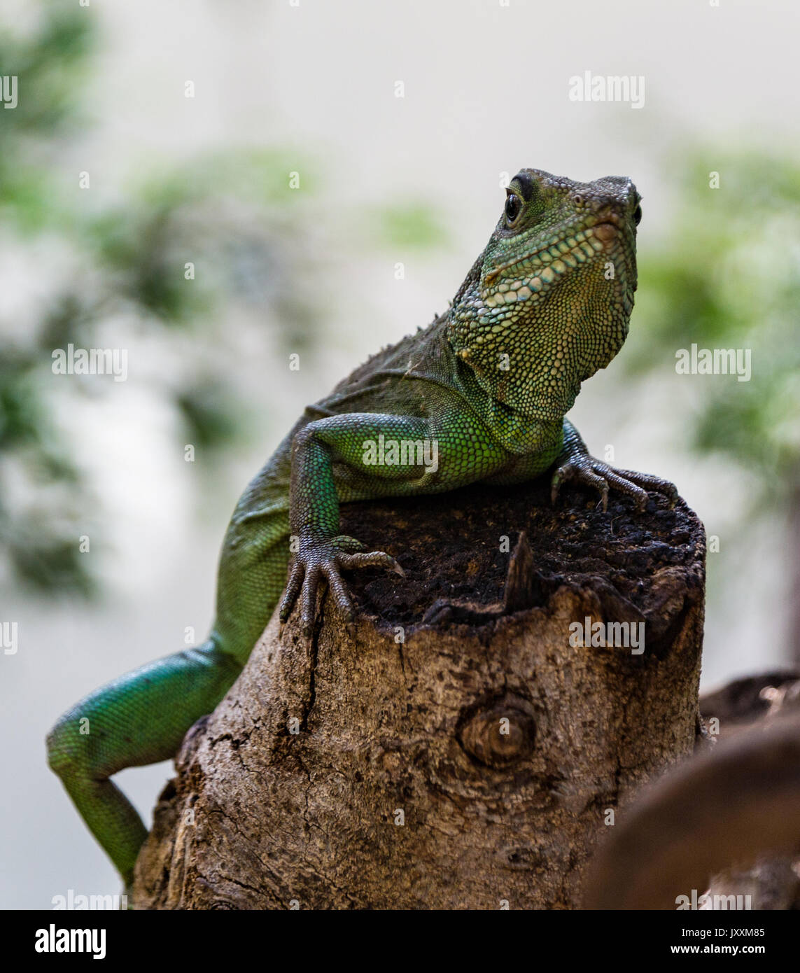 3/4 profile of Chinese Water Dragon (AKA Asian Water Dragon) in ...