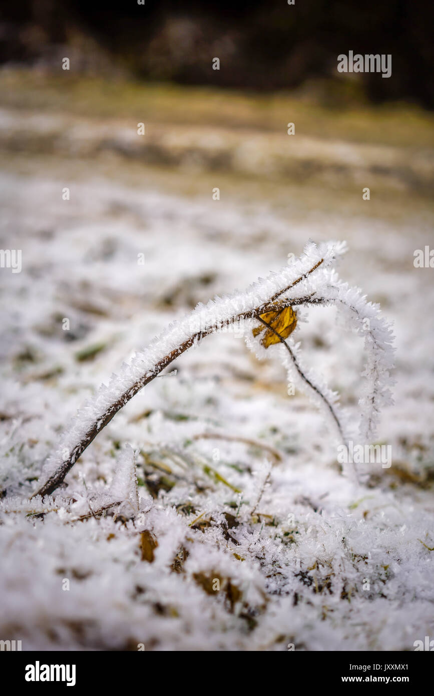 Frost stick hi-res stock photography and images - Alamy