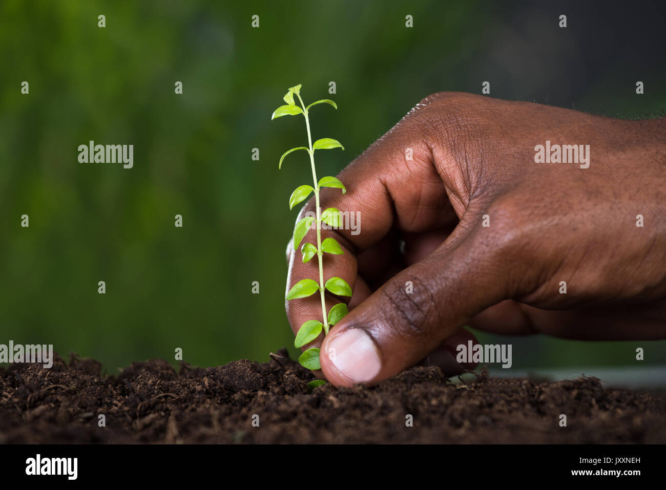 African planting tree hi-res stock photography and images - Alamy