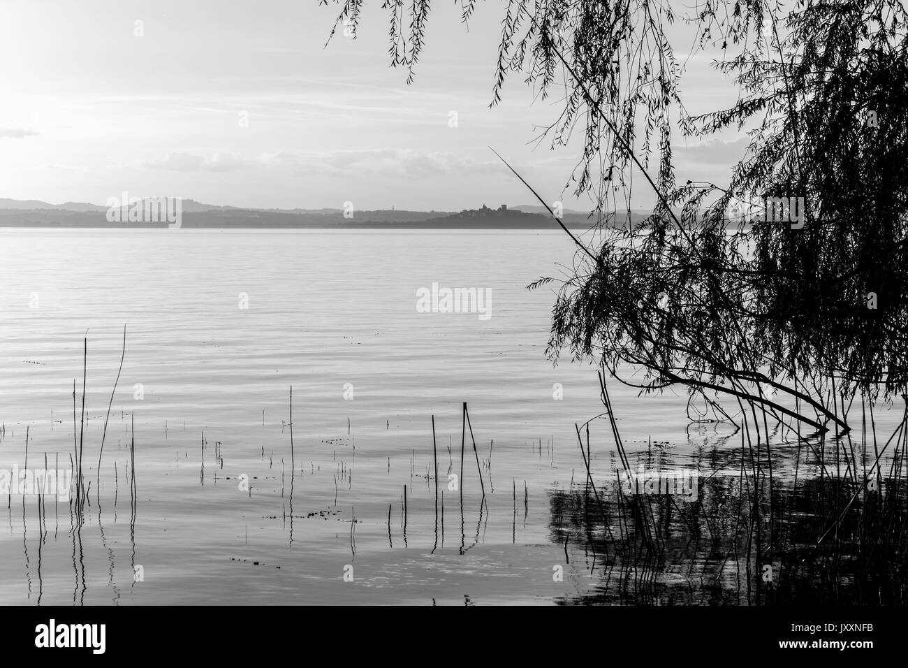 Lake foreground plants hi-res stock photography and images - Alamy