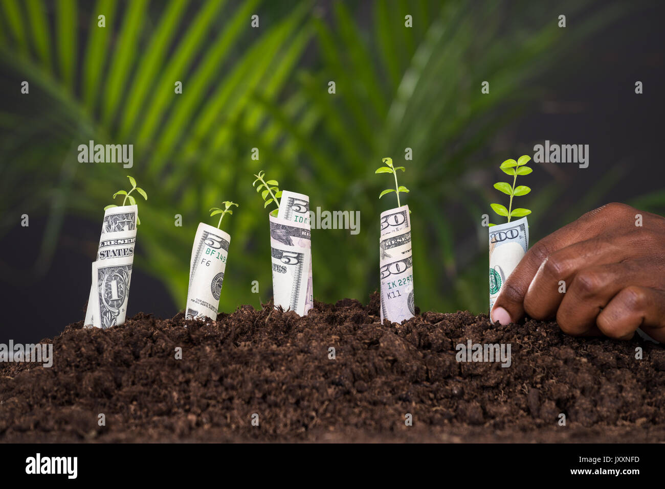 Money sapling hi-res stock photography and images - Alamy
